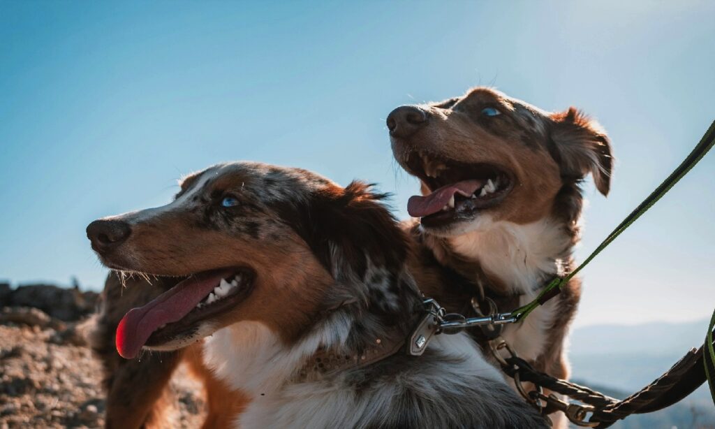 Holistic treatment for arthritis in dogs