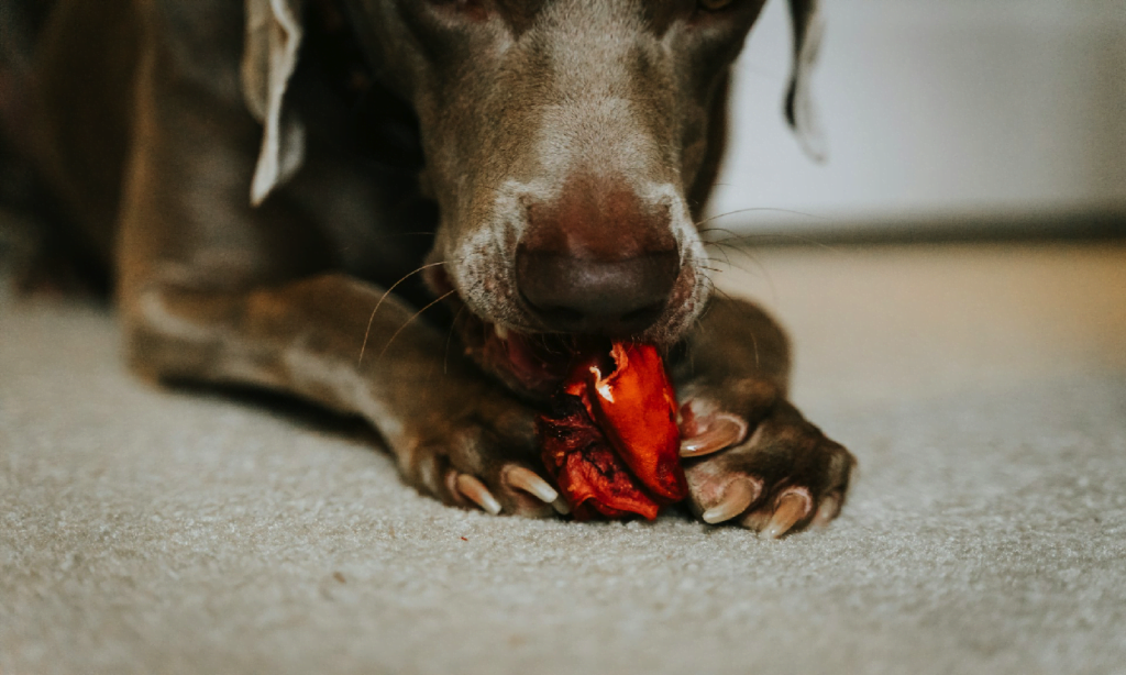 Why Raw Feeding for Dog Arthritis is important!