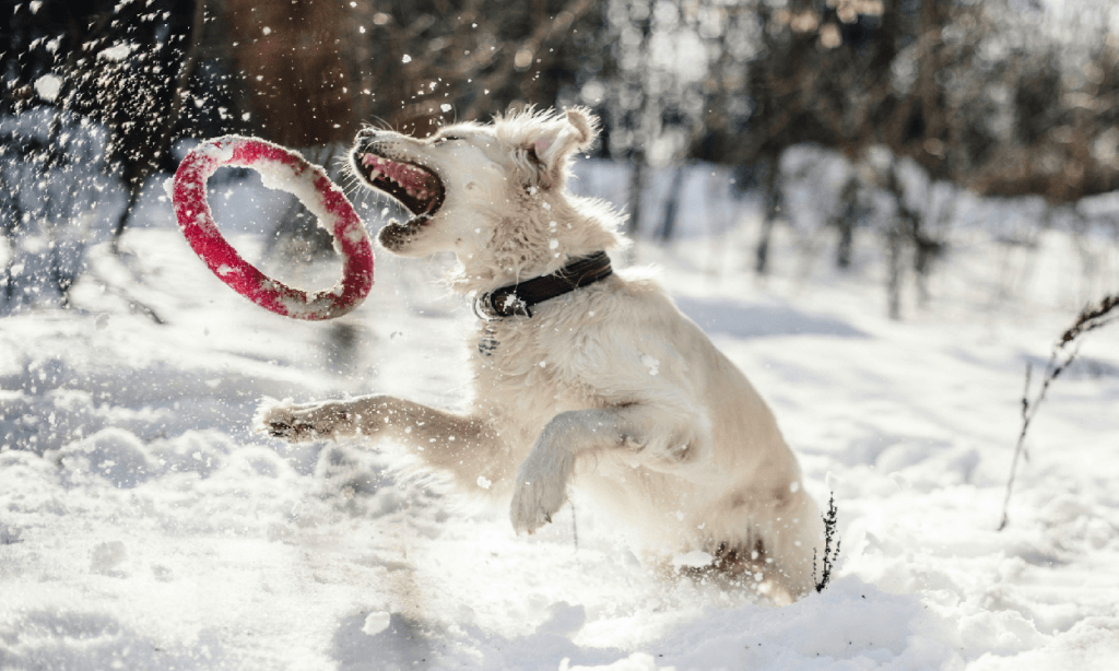 Dog's Gait: What Your Dog's Movement Says About Health